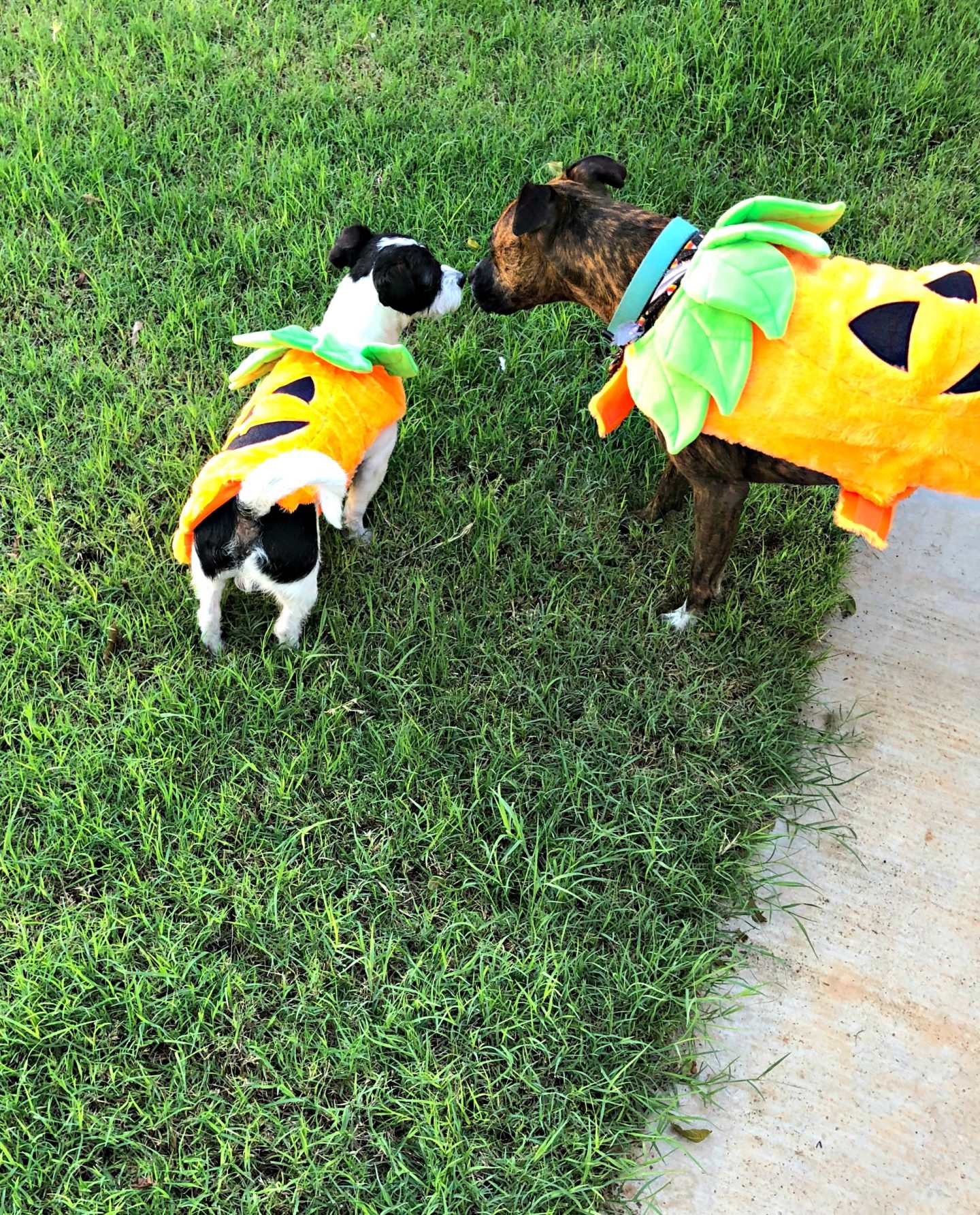 Tips For A Mess Free Dog Party - Beauty With Lily